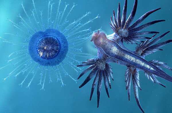 Fotografija sea slug: glaucus atlanticus eating, Oxford Scientific ...