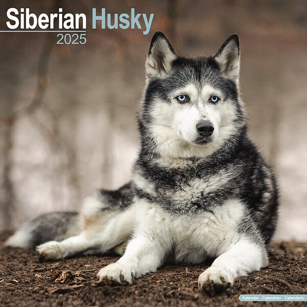 Kalendar 2025 Siberian Husky | FAVI.hr