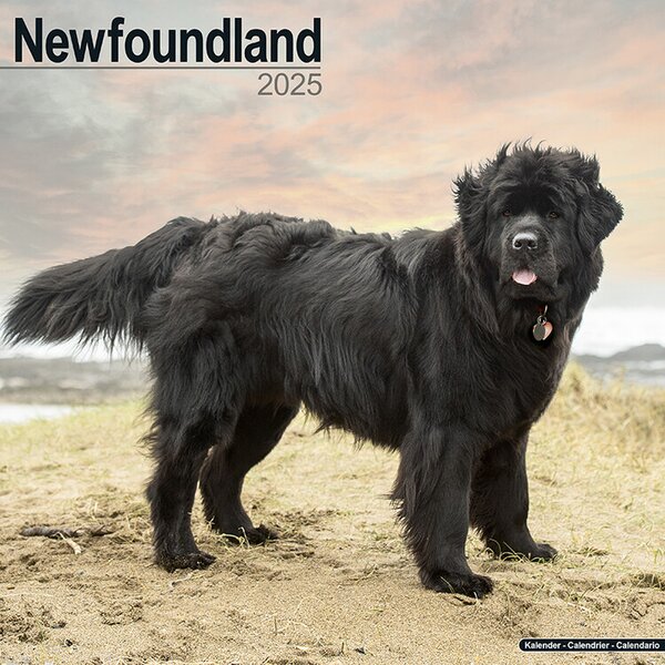 Kalendar 2025 Newfoundland | FAVI.hr