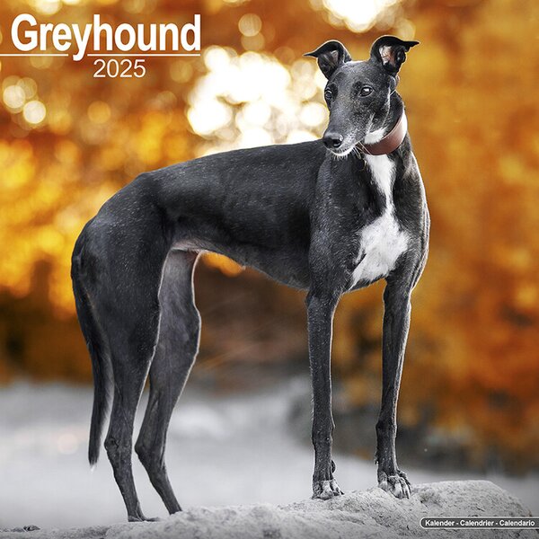 Kalendar 2025 Greyhound | FAVI.hr