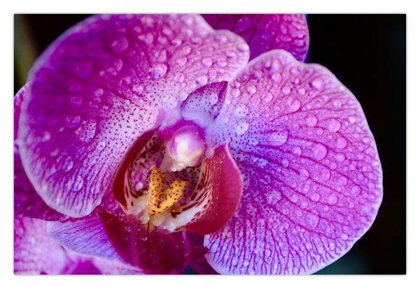 Detajlna slika cvijeta orhideje (90x60 cm) | FAVI.hr